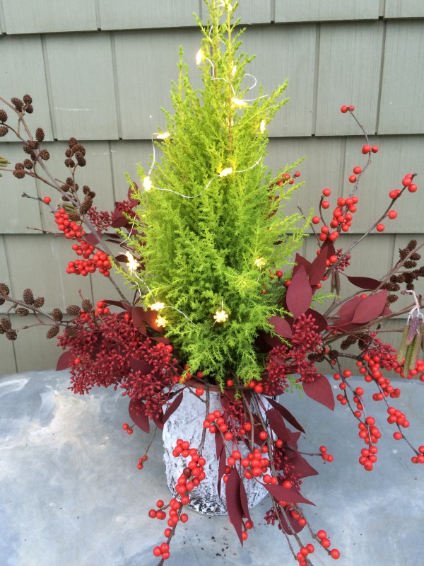 Lemon Cypress Christmas Tree - The Garden Diaries